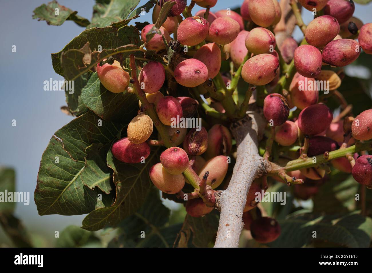 Pistacia vera or pistachio trees red ripe nuts bunch Stock Photo - Alamy