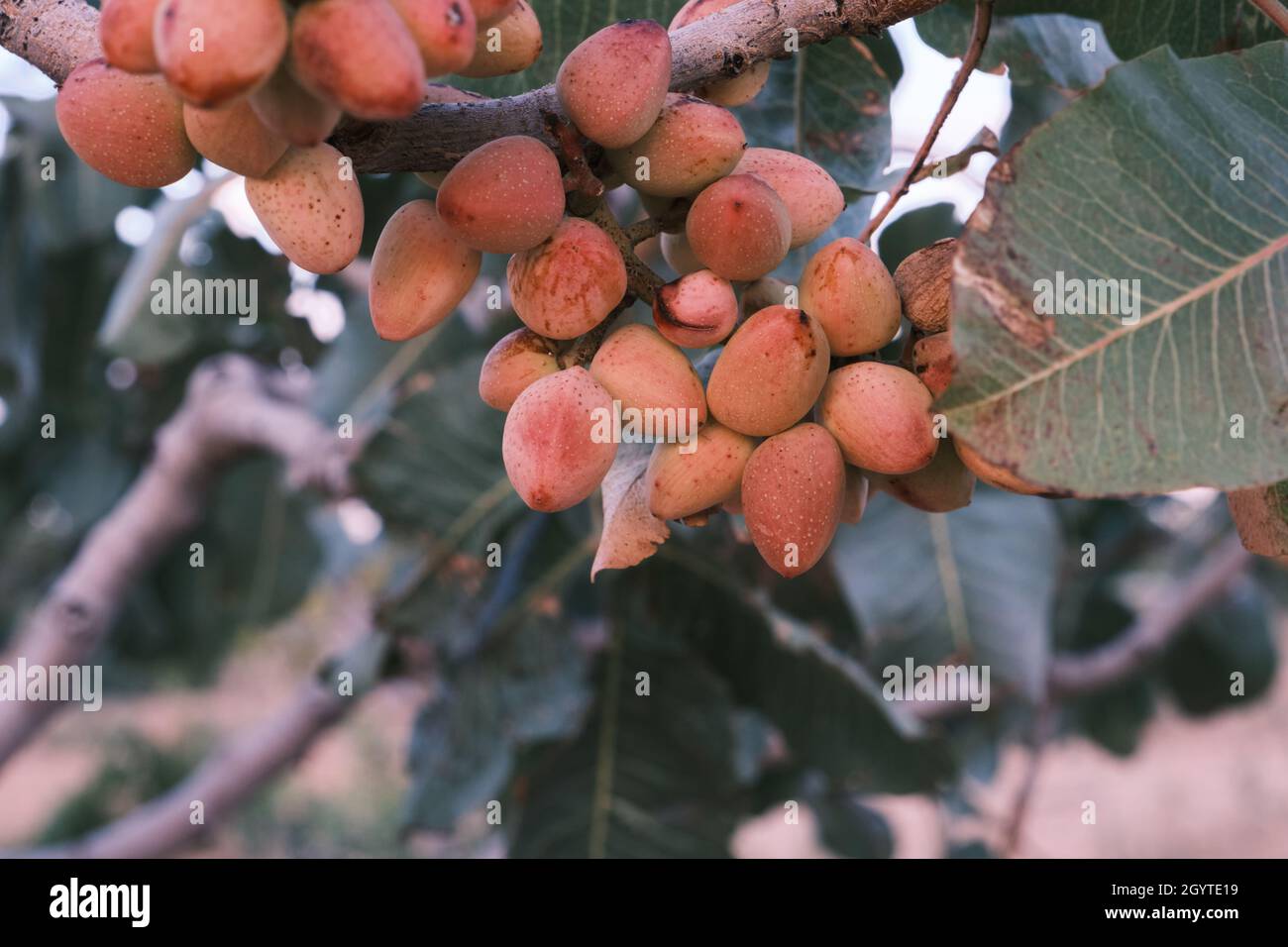 Pistacia vera or pistachio trees red ripe nuts bunch Stock Photo - Alamy