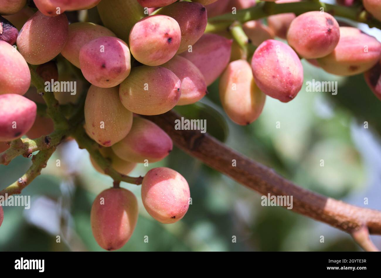 Pistacia vera harvest hi-res stock photography and images - Alamy