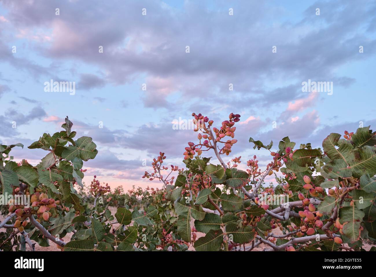 Pistacia vera harvest hi-res stock photography and images - Alamy