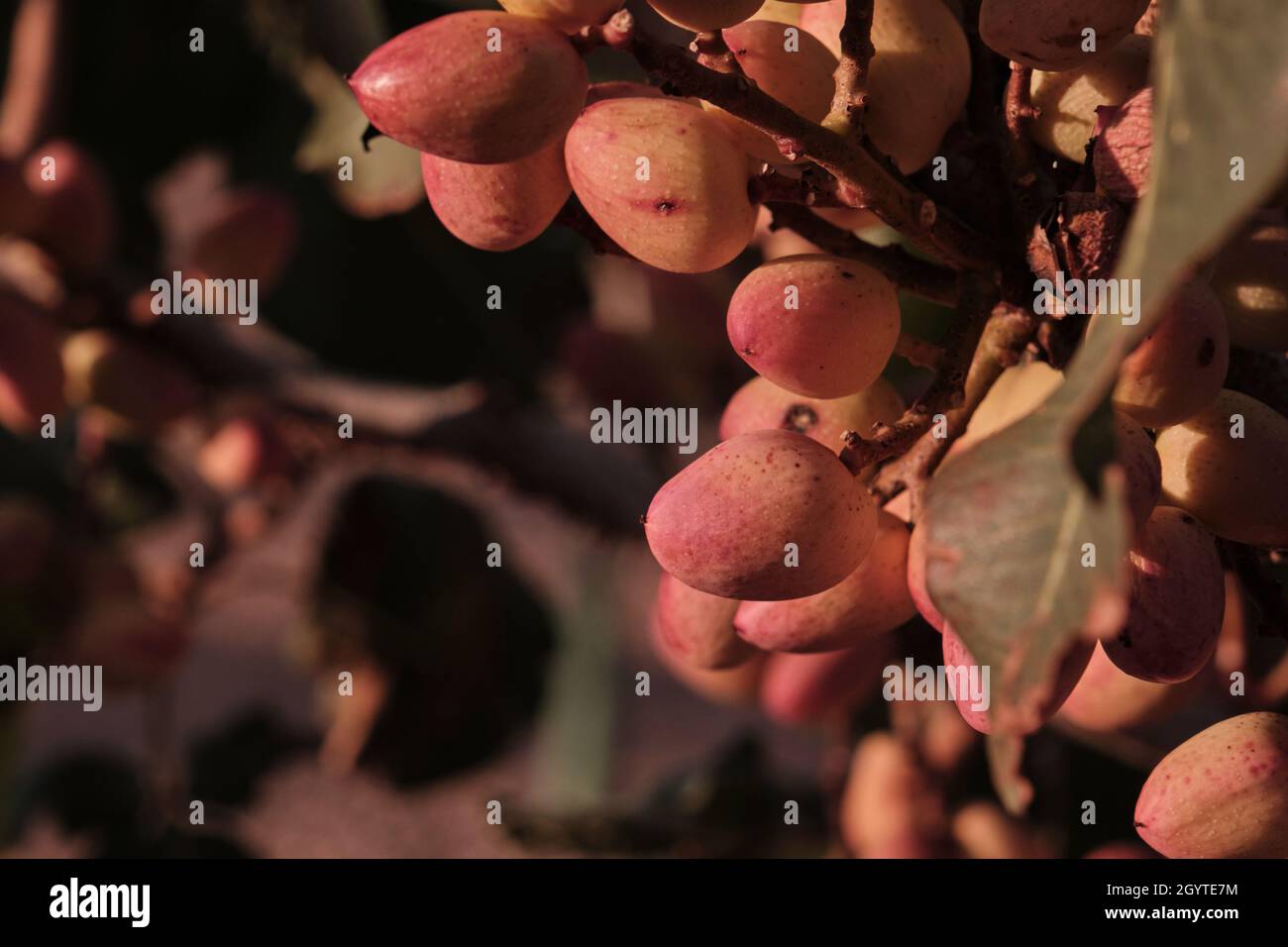 Pistacia vera or pistachio trees red ripe nuts bunch Stock Photo - Alamy