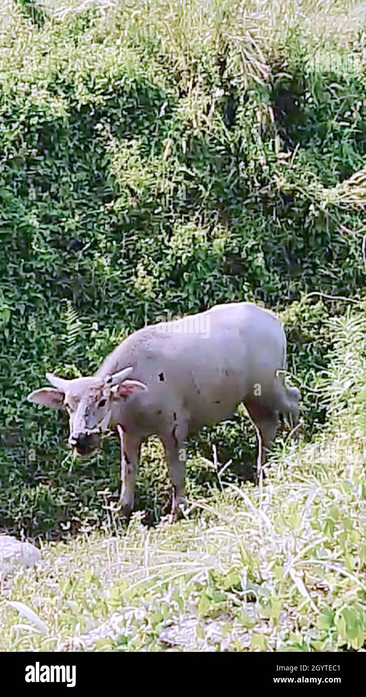 Animals that can be tamed hi-res stock photography and images - Alamy