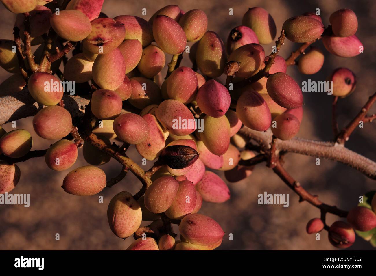 Pistacia vera or pistachio trees red ripe nuts bunch Stock Photo - Alamy