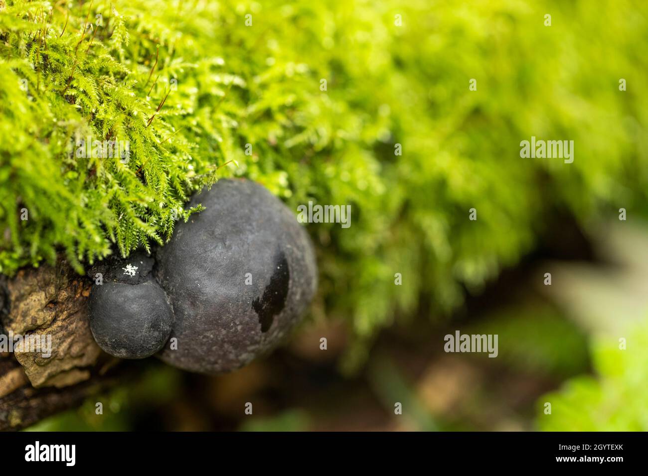 King Alfred's cake fungus - Daldinia concentrica - Coalpit Hill foray ...