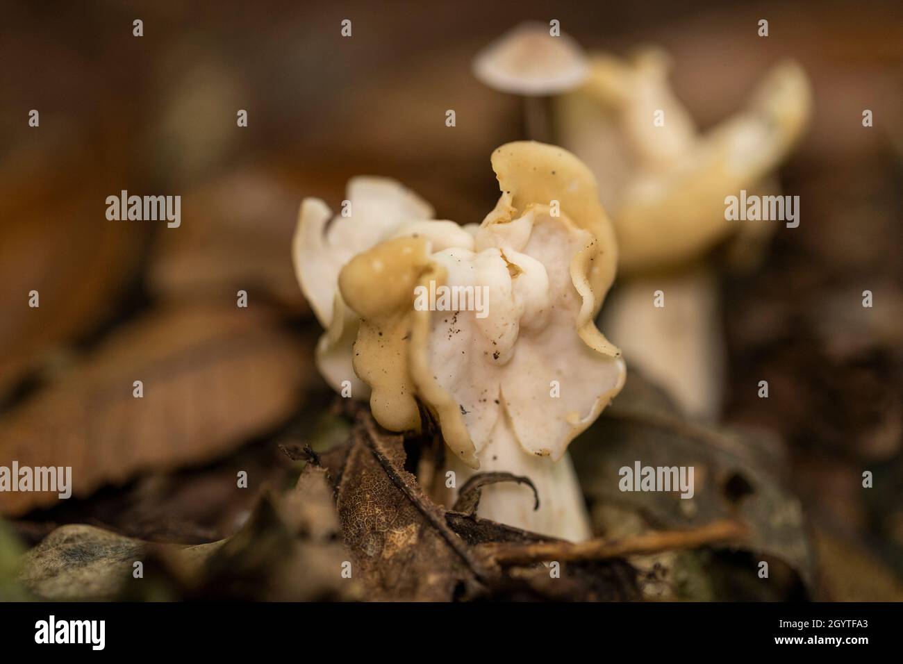 Family helvellaceae hi-res stock photography and images - Alamy