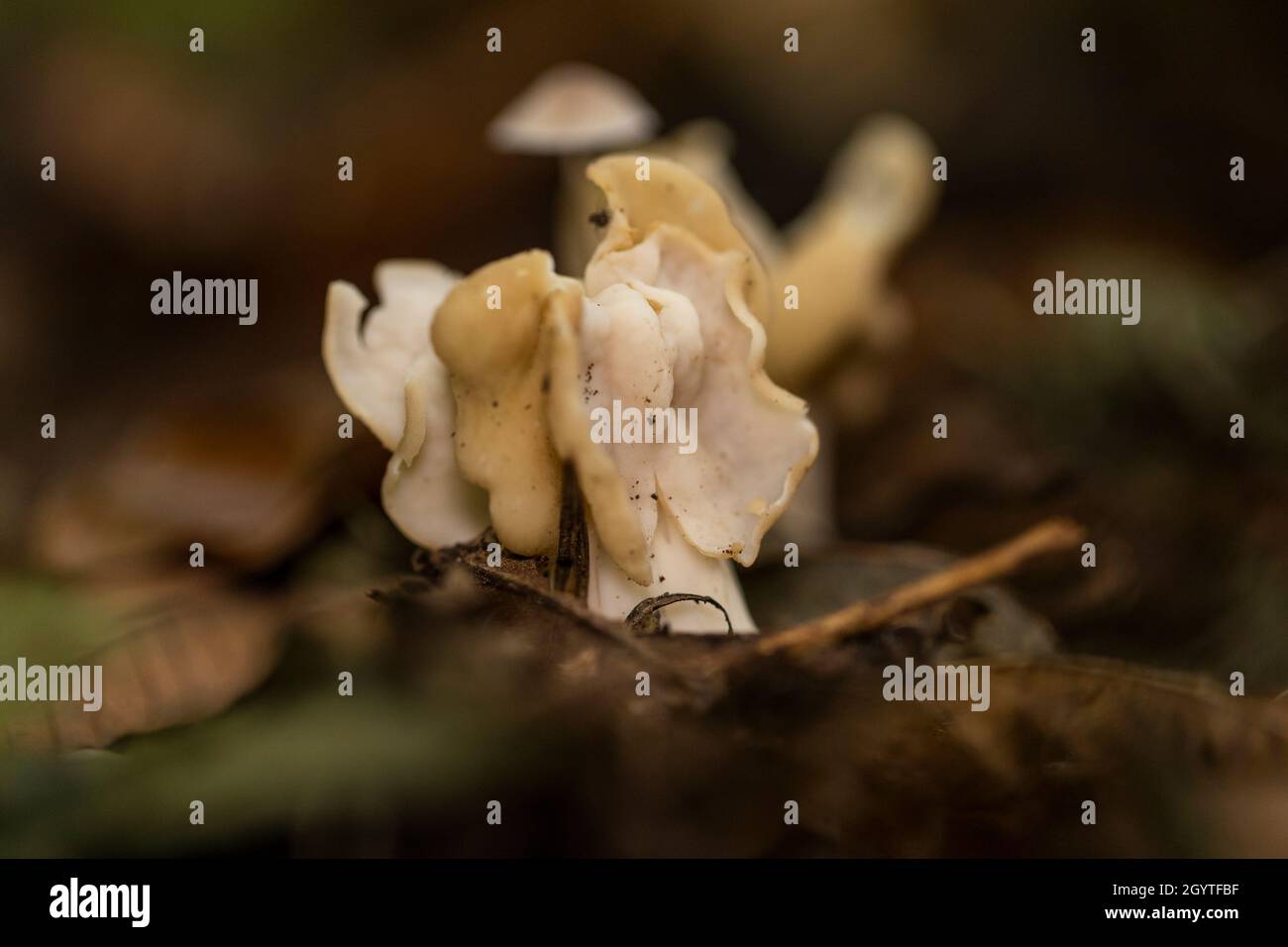 Family helvellaceae hi-res stock photography and images - Alamy
