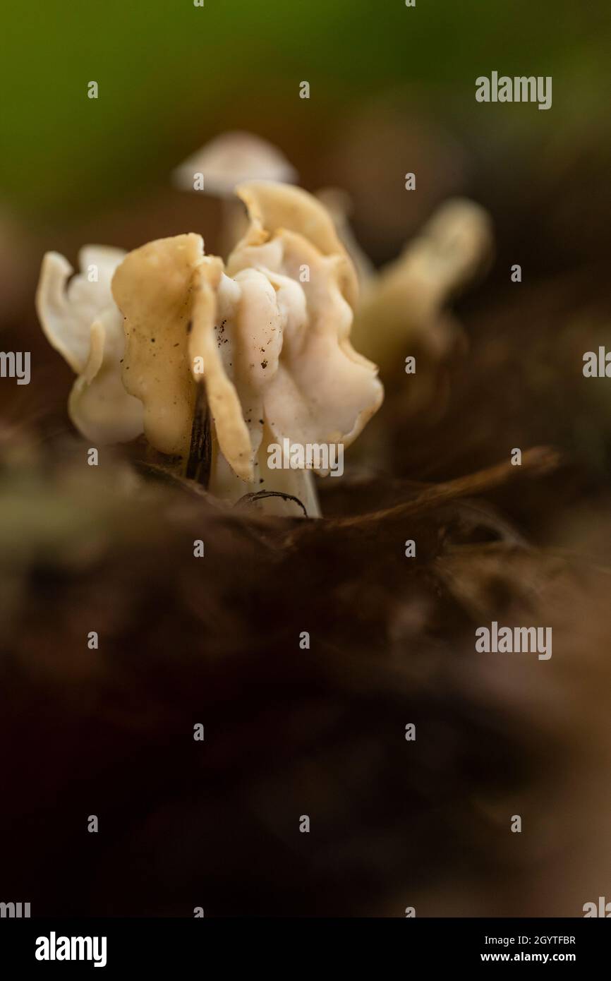 Family helvellaceae hi-res stock photography and images - Alamy