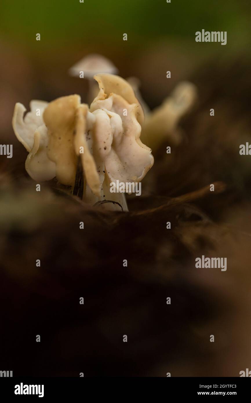 Family helvellaceae hi-res stock photography and images - Alamy