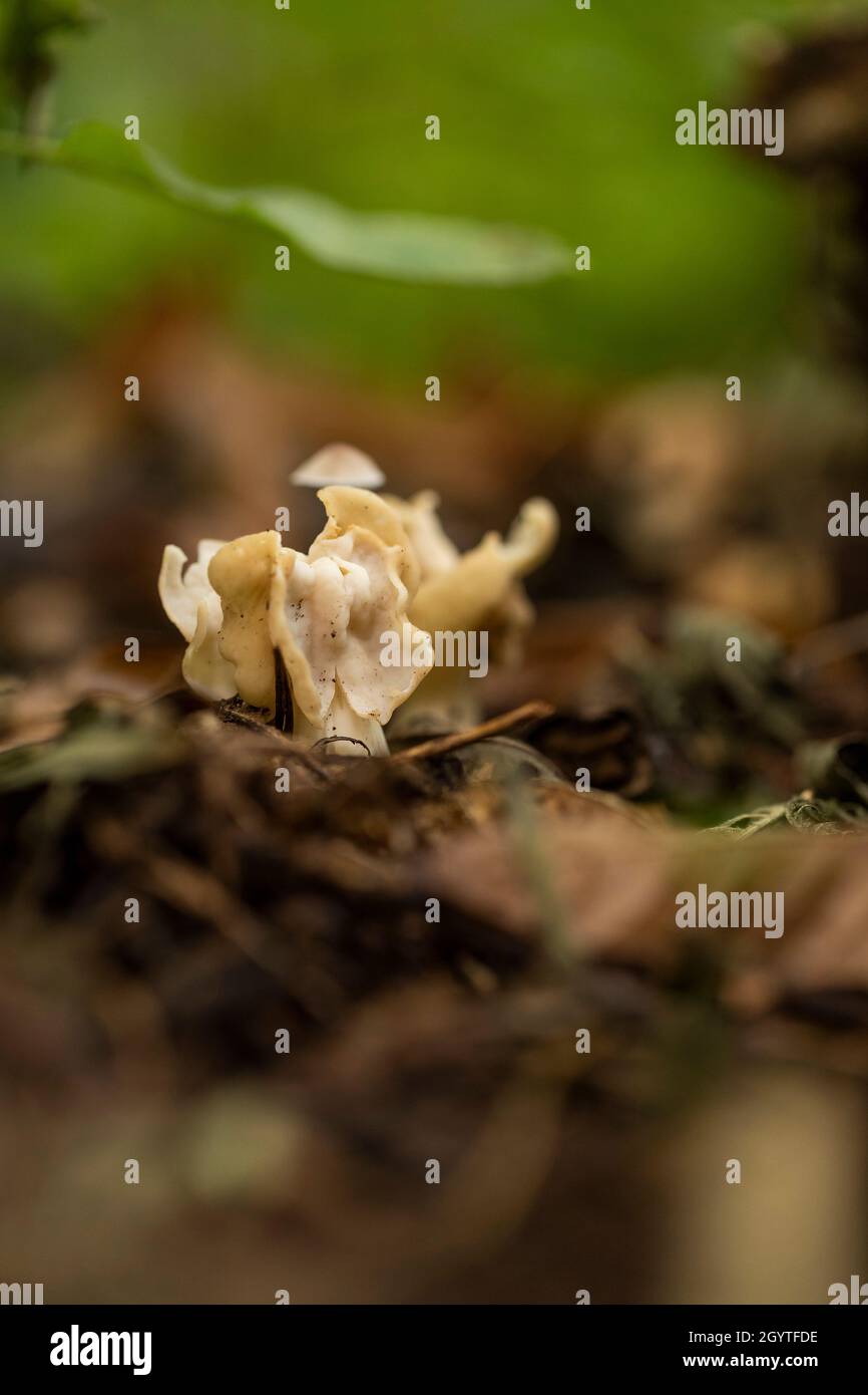 Fuzzy mushroom cap hi-res stock photography and images - Alamy