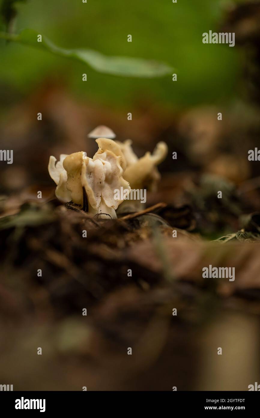 Family helvellaceae hi-res stock photography and images - Alamy