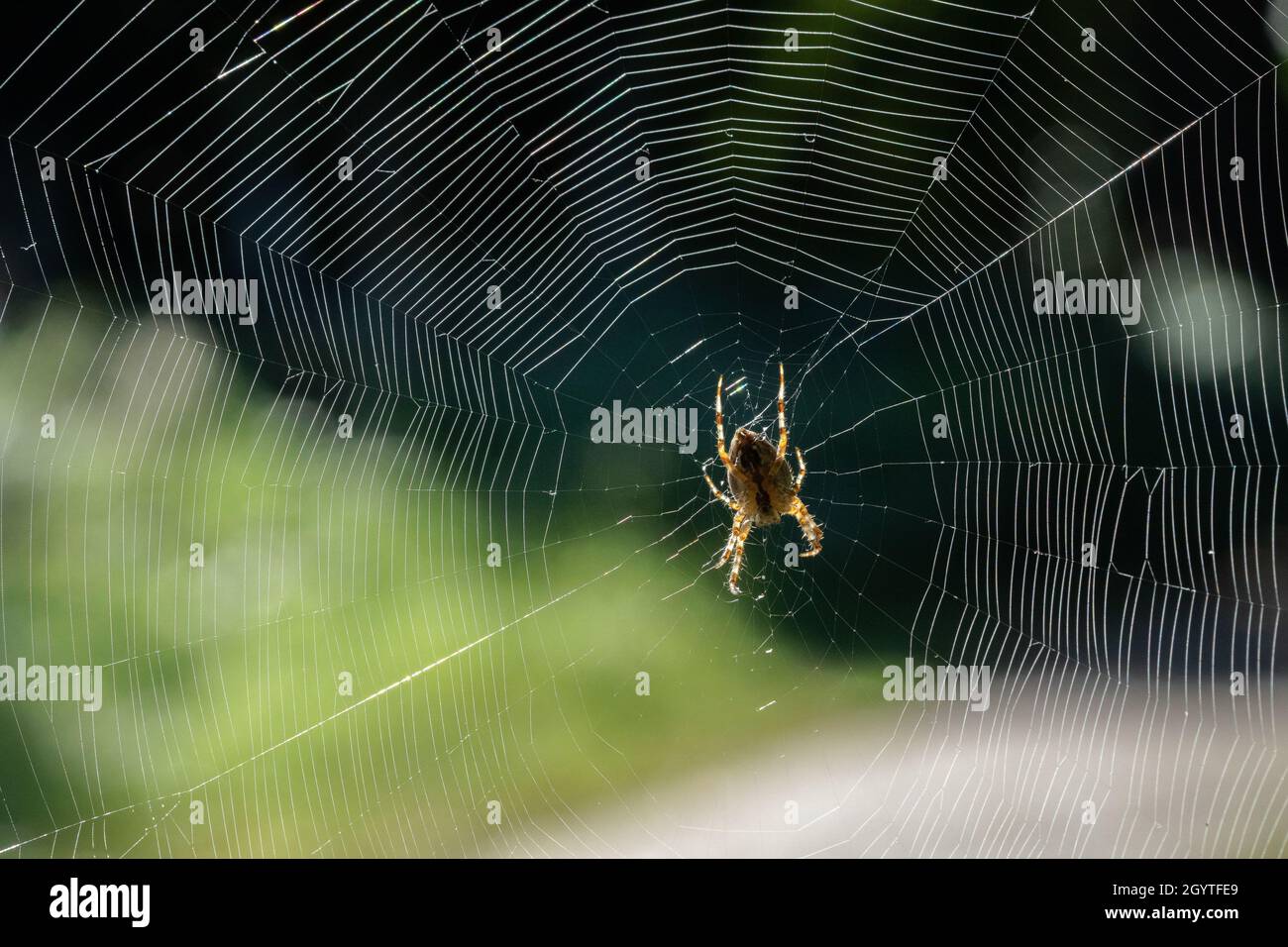 spider web across a path in Southampton Old Cemetery, Southampton UK ...