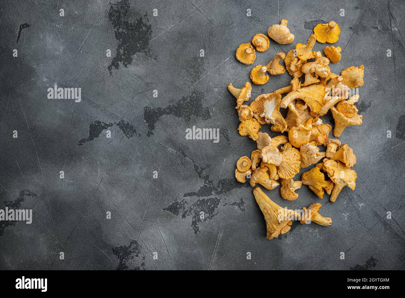 Cantharellus cibarius, commonly known as the chanterelle set, on gray ...