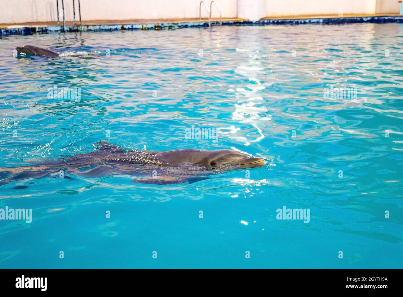 Two dolphins swimming inside pool in amusement park Stock Photo - Alamy