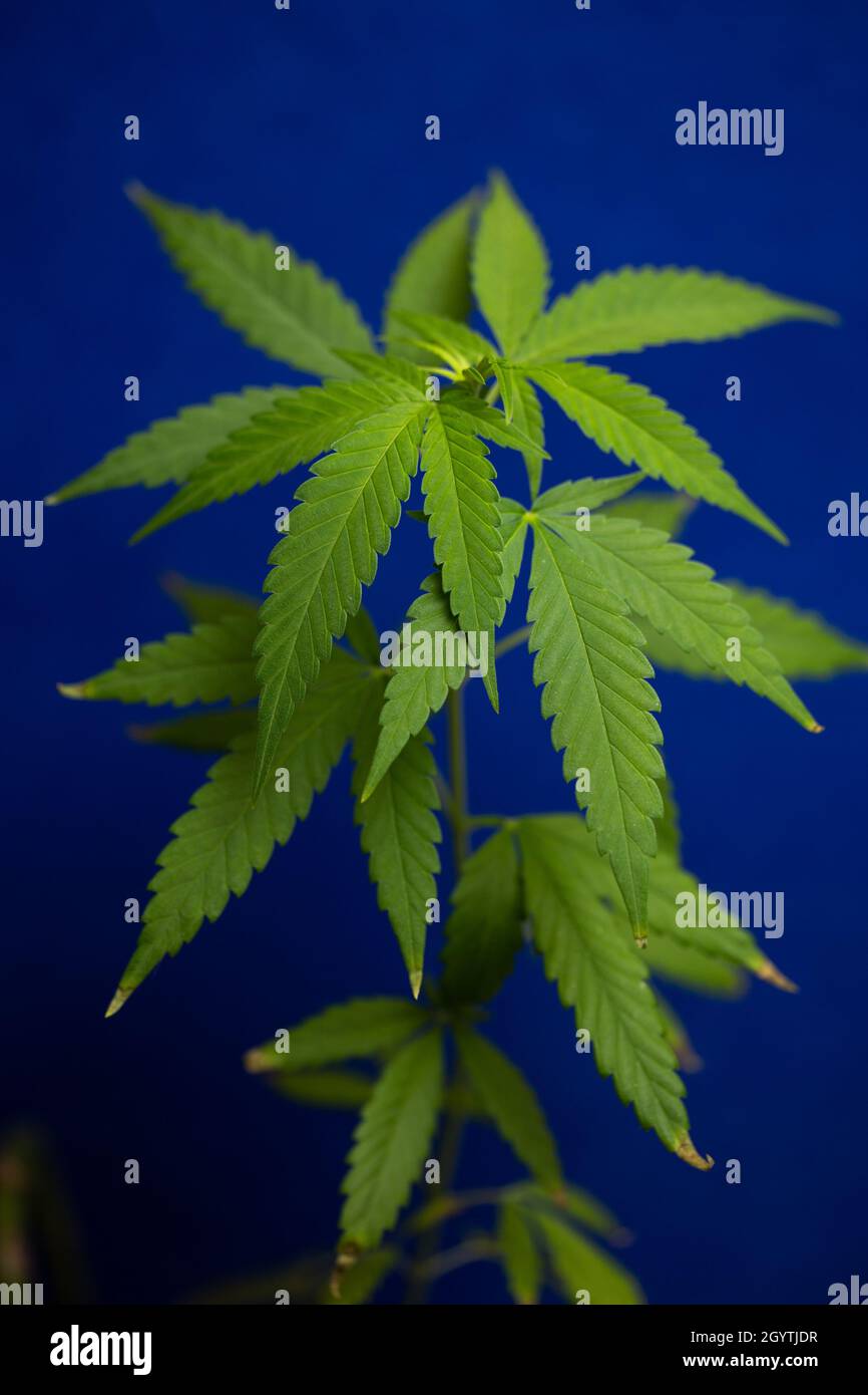 a young cannabis bush on a blue background Stock Photo - Alamy