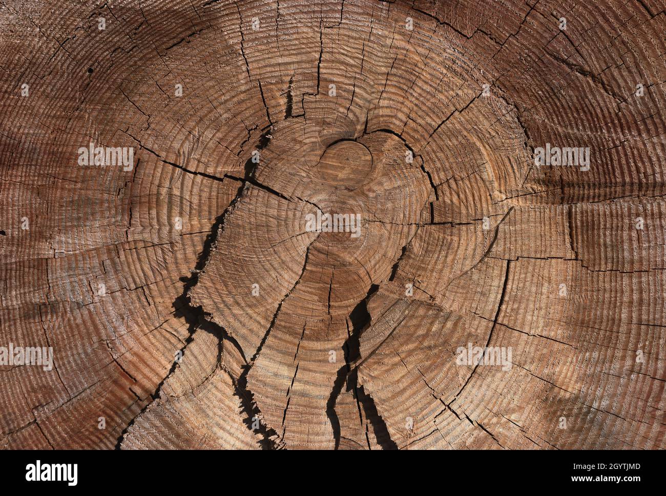 White oak tree trunk rings hi-res stock photography and images - Alamy