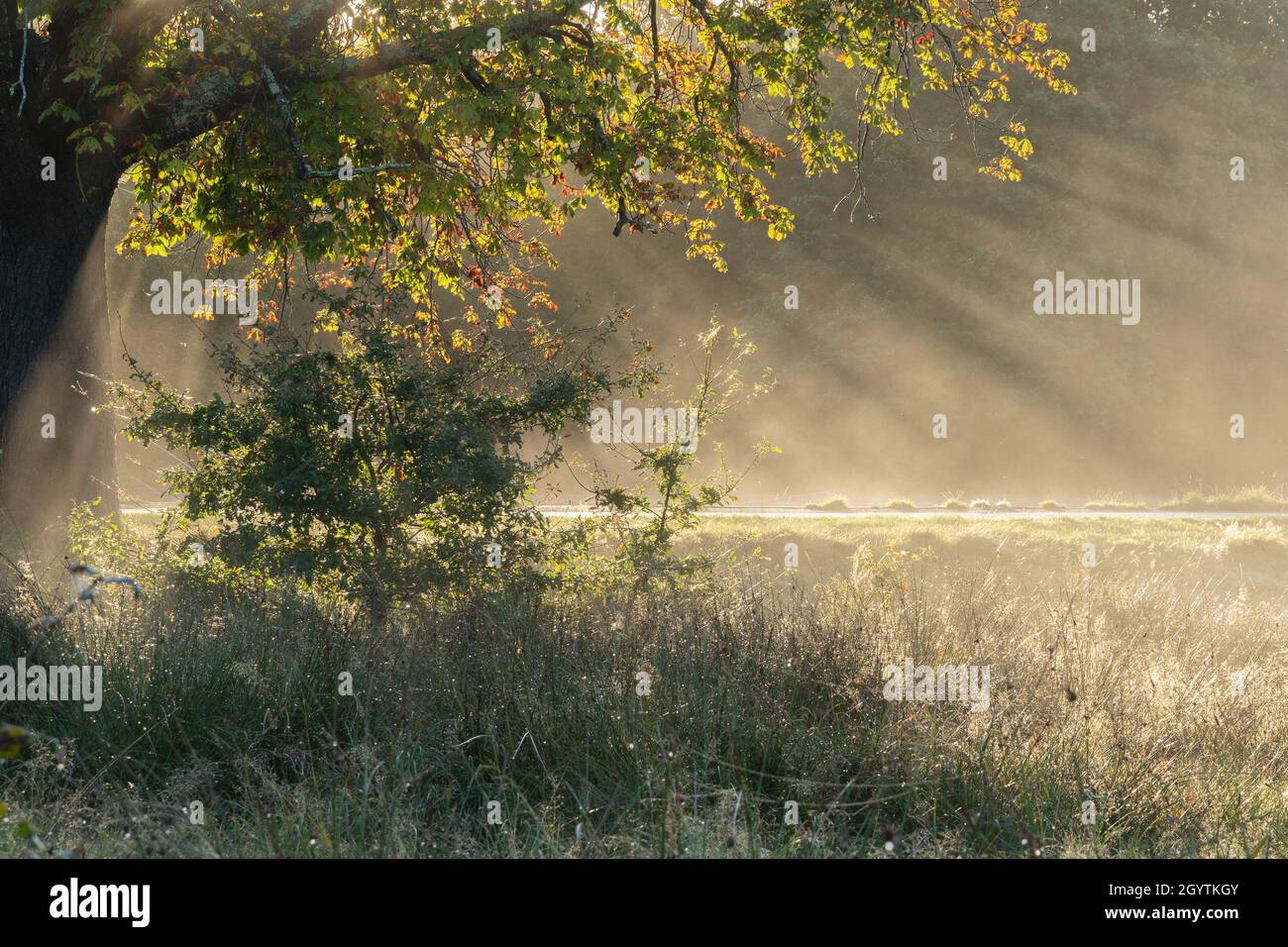 Southampton park sunshine hi-res stock photography and images - Alamy
