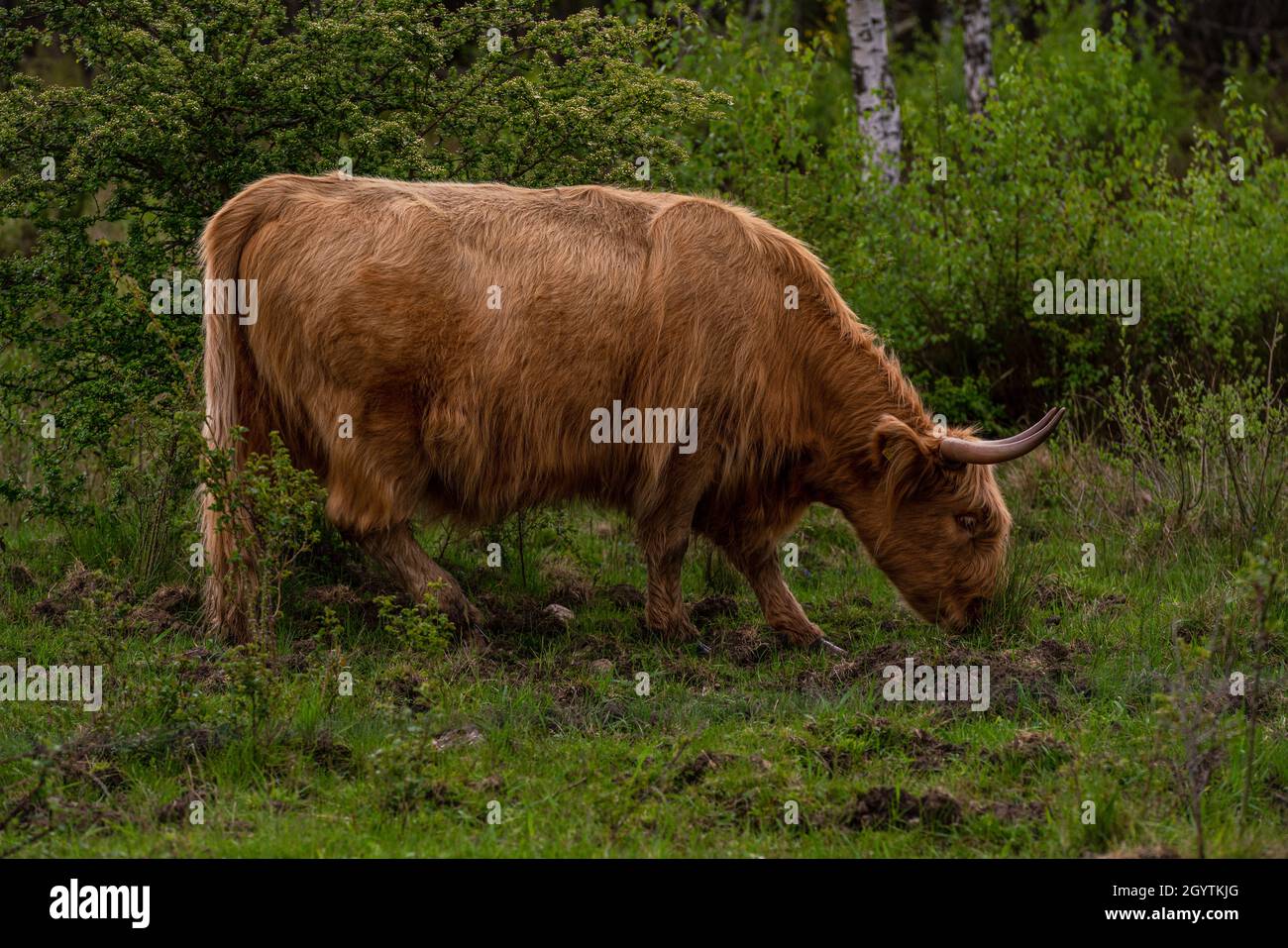 Closeup shot of a brown bull grazing in a farmland Stock Photo - Alamy
