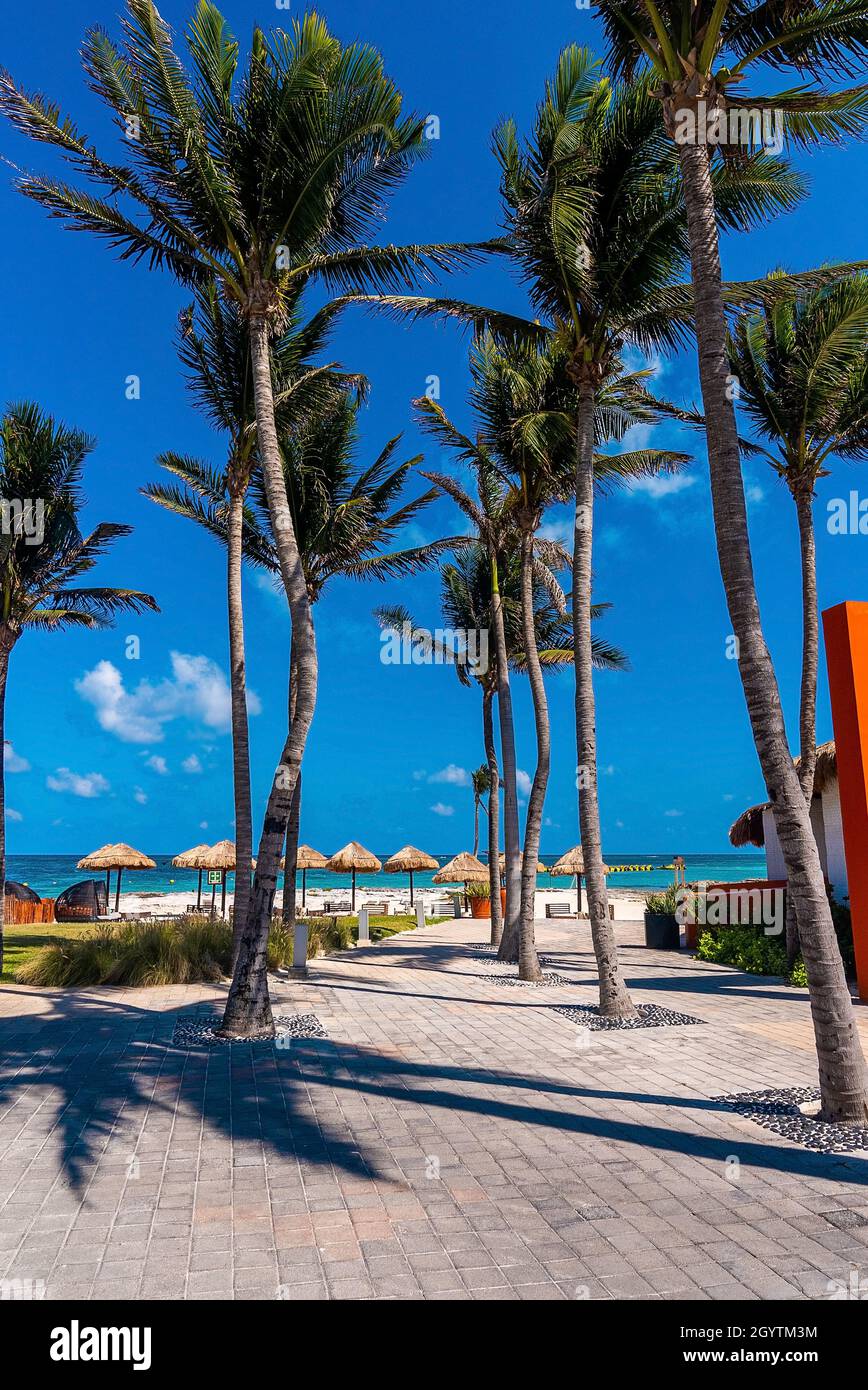 Coconut trees on pavement, thatch roof canopies on beach against sea ...
