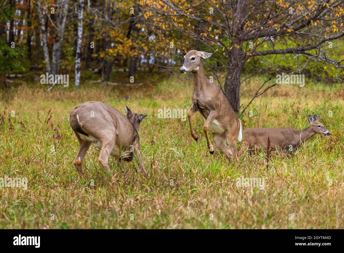 Whitetail doe acting aggressively toward another doe Stock Photo - Alamy