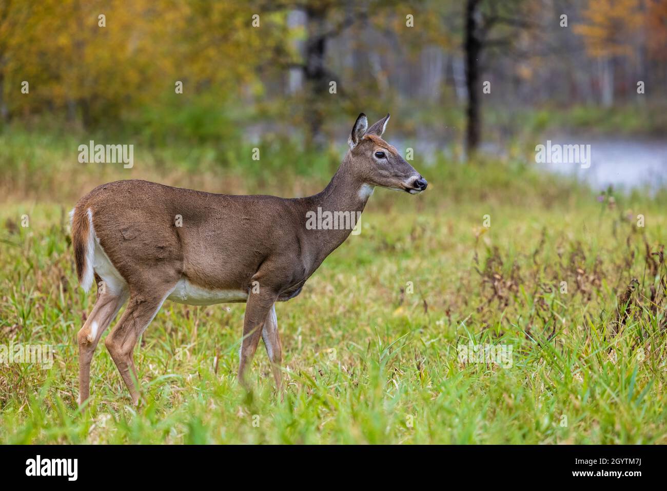 White-tailed doe standing in an autumn field Stock Photo - Alamy