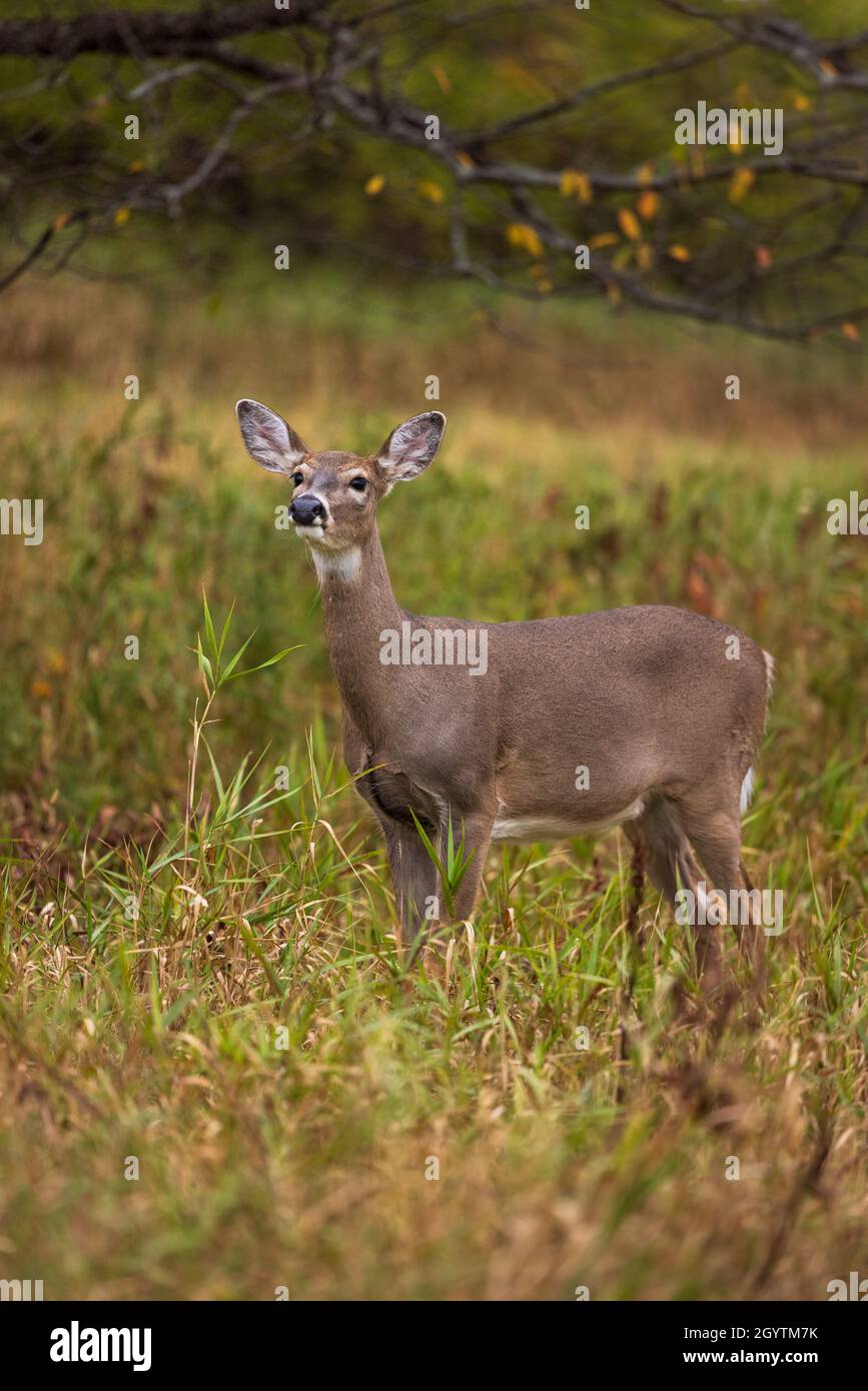 Whitetail deer nose hi-res stock photography and images - Alamy