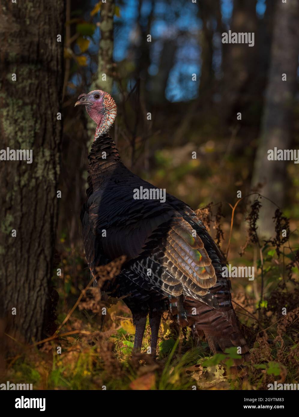 Tom turkey in northern Wisconsin Stock Photo - Alamy