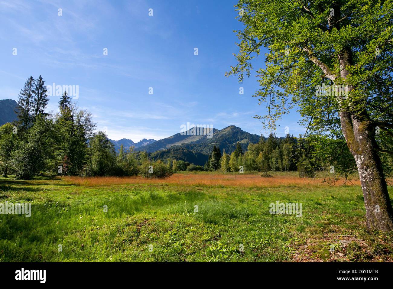 Oberstdorf - View to autumn scenery nearby Lake Moorweiher with colored ...