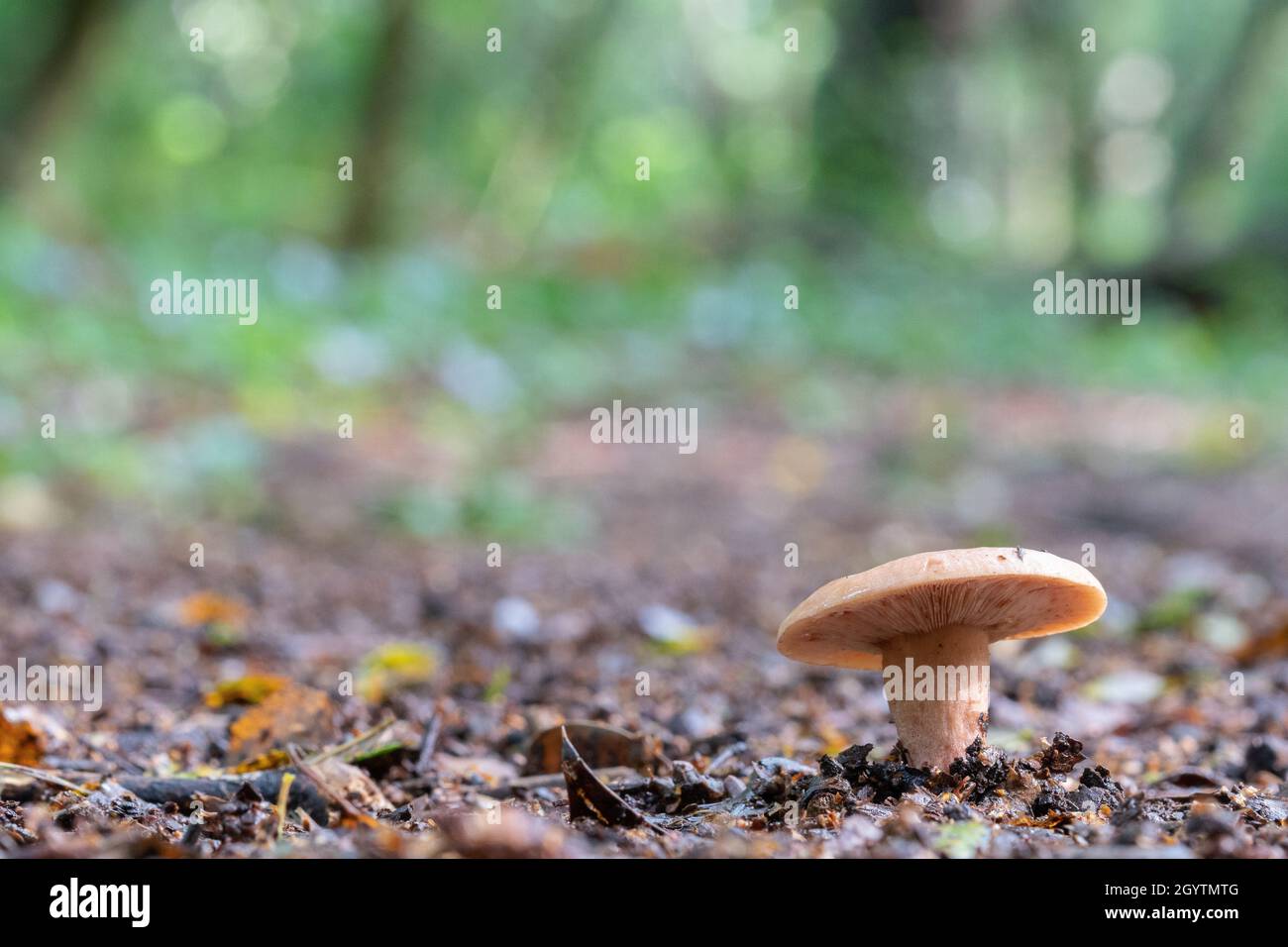 Single mushroom on Southampton Common Stock Photo - Alamy