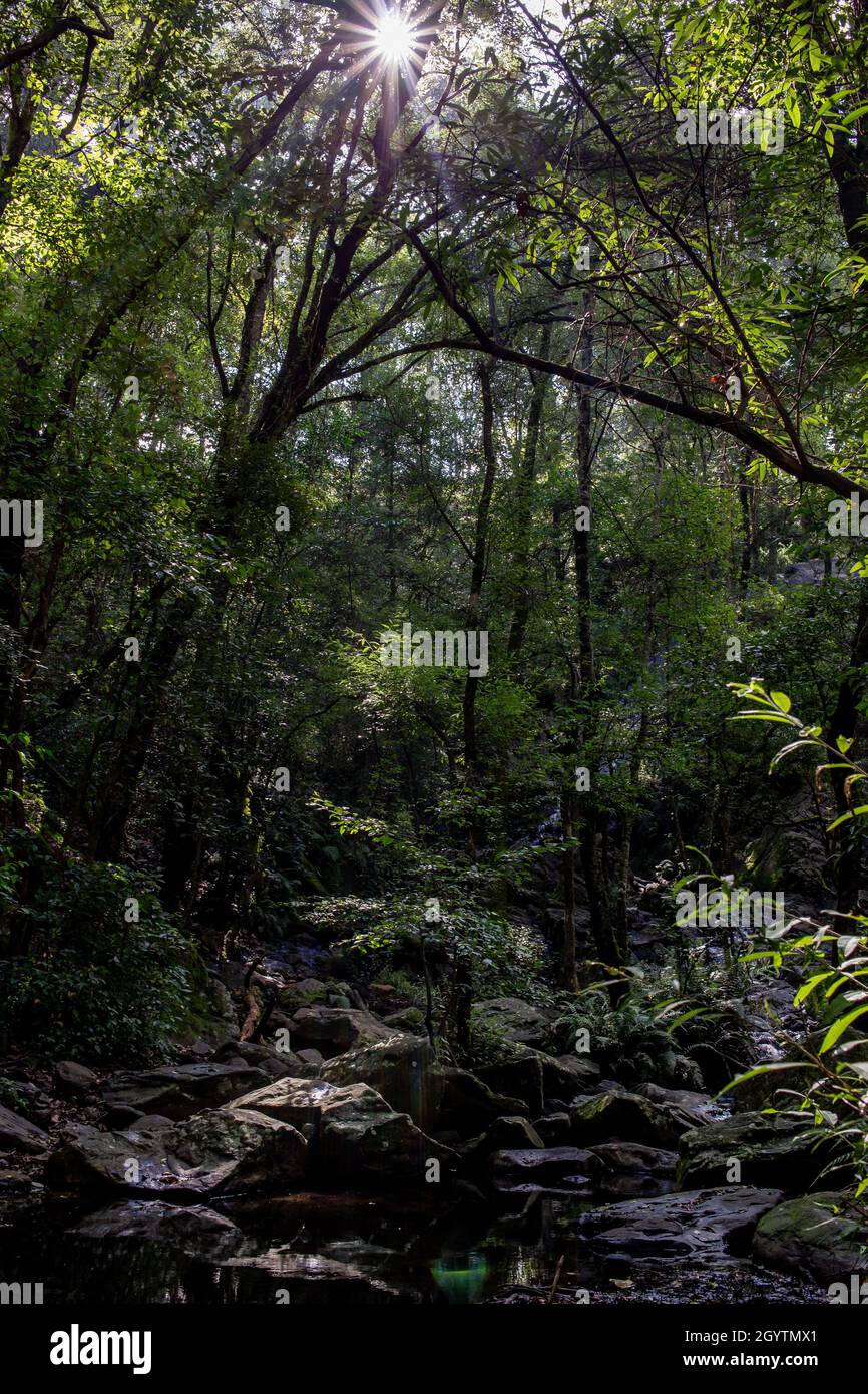 Lacandon jungle hi-res stock photography and images - Alamy