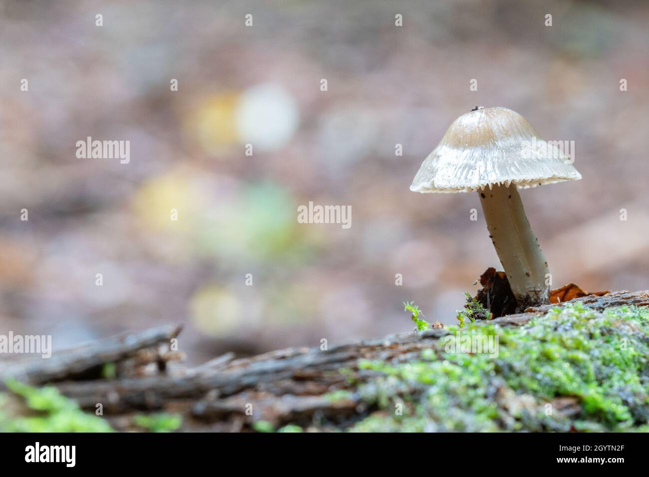 Single mushroom on Southampton Common Stock Photo - Alamy