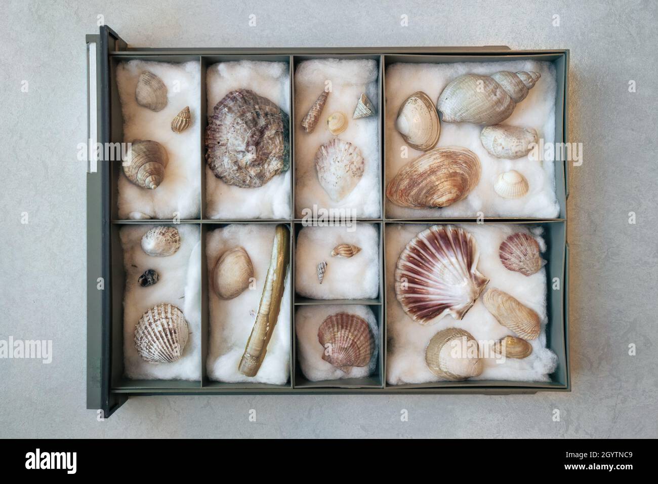 Box with shells from the North Sea, used for determination in biology ...