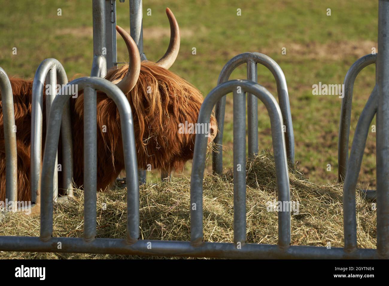 The irish bull hi-res stock photography and images - Alamy