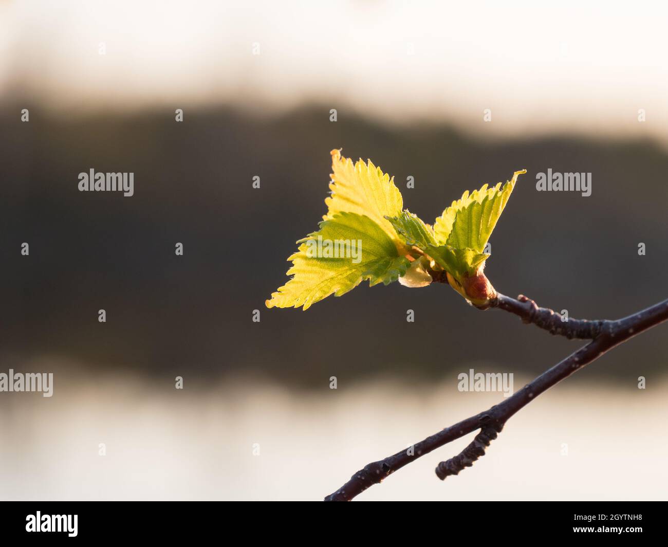 Birch betula pendula young hi-res stock photography and images - Alamy