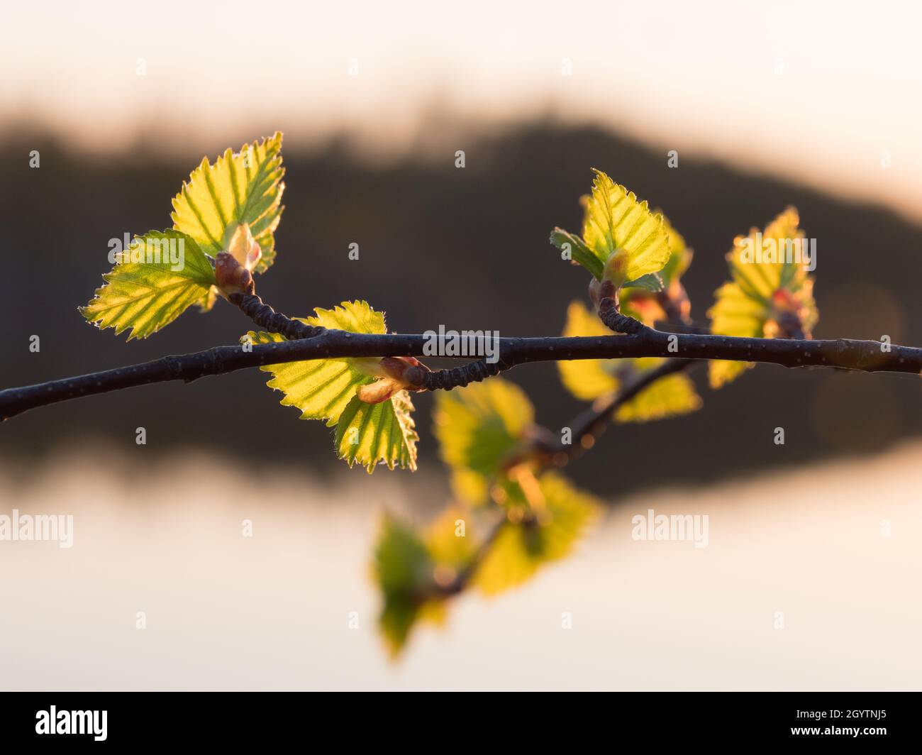 Young leaves of birch hi-res stock photography and images - Alamy