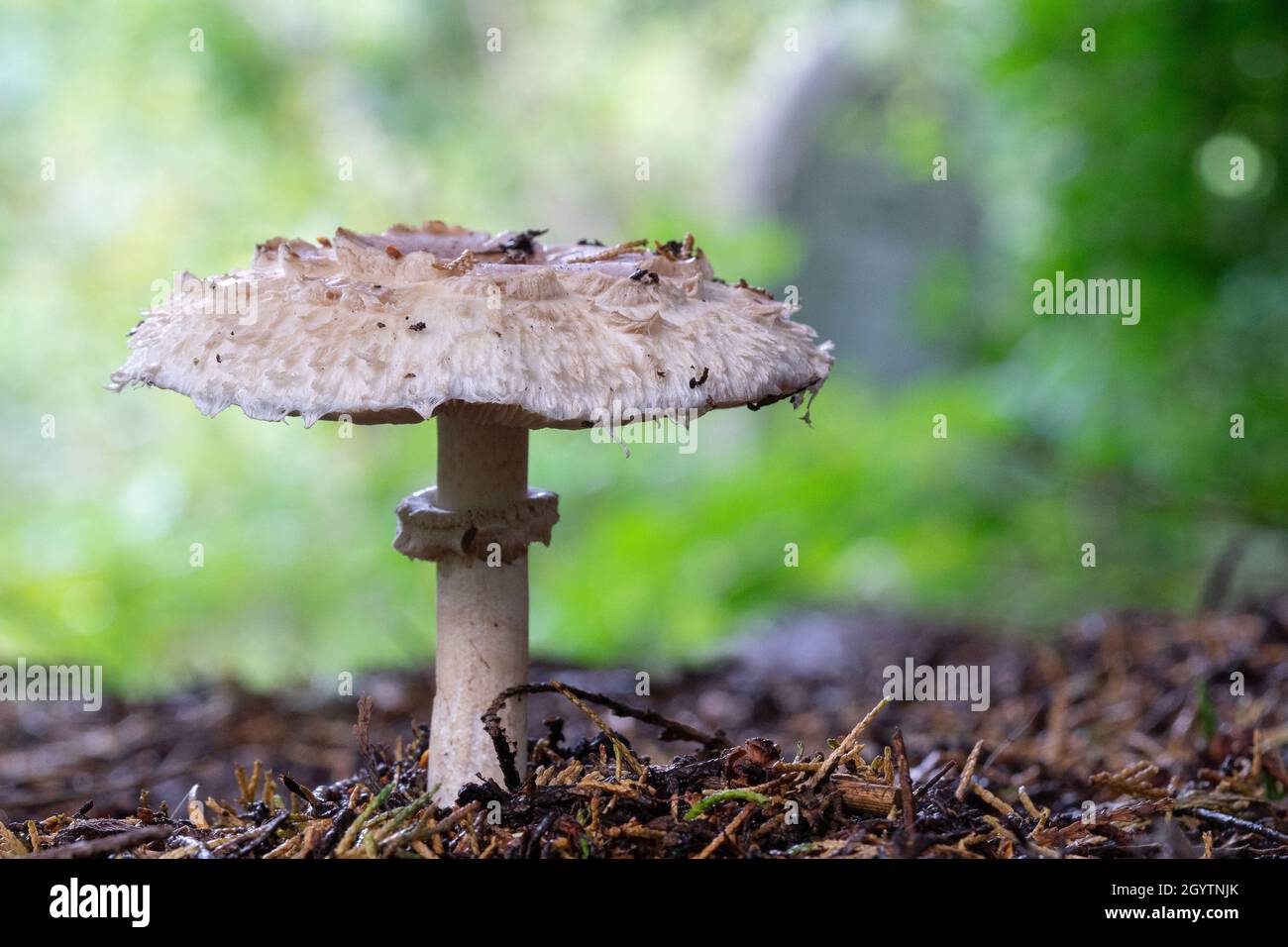 Single mushroom on Southampton Common Stock Photo - Alamy