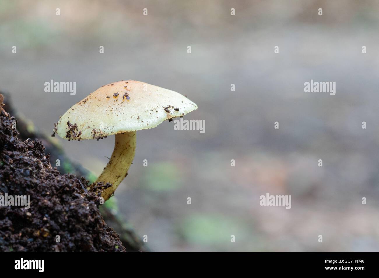 Single mushroom on Southampton Common Stock Photo - Alamy