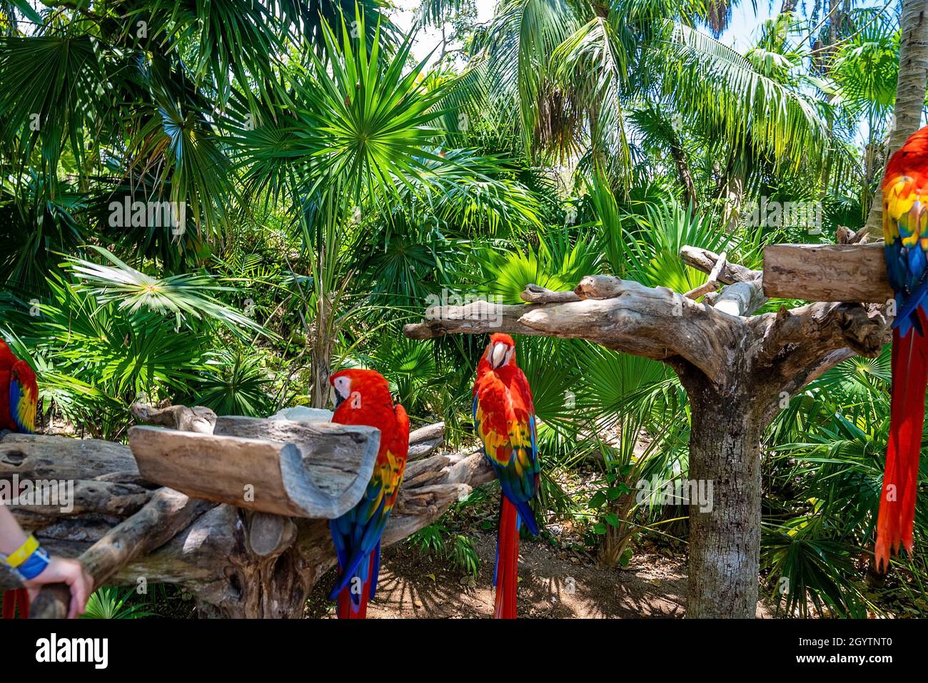 Cancun mexico beautiful xcaret hi-res stock photography and images - Alamy