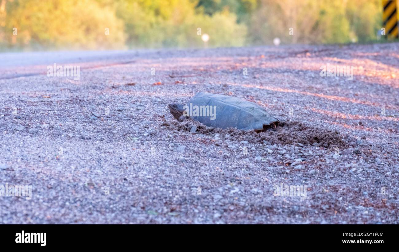 Cute turtle on the beach Stock Photo - Alamy