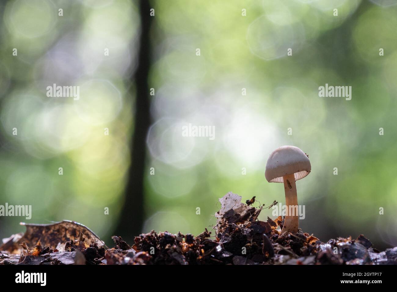 Single mushroom on Southampton Common Stock Photo - Alamy