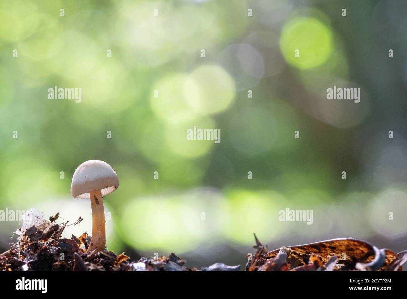 Single mushroom on Southampton Common Stock Photo - Alamy