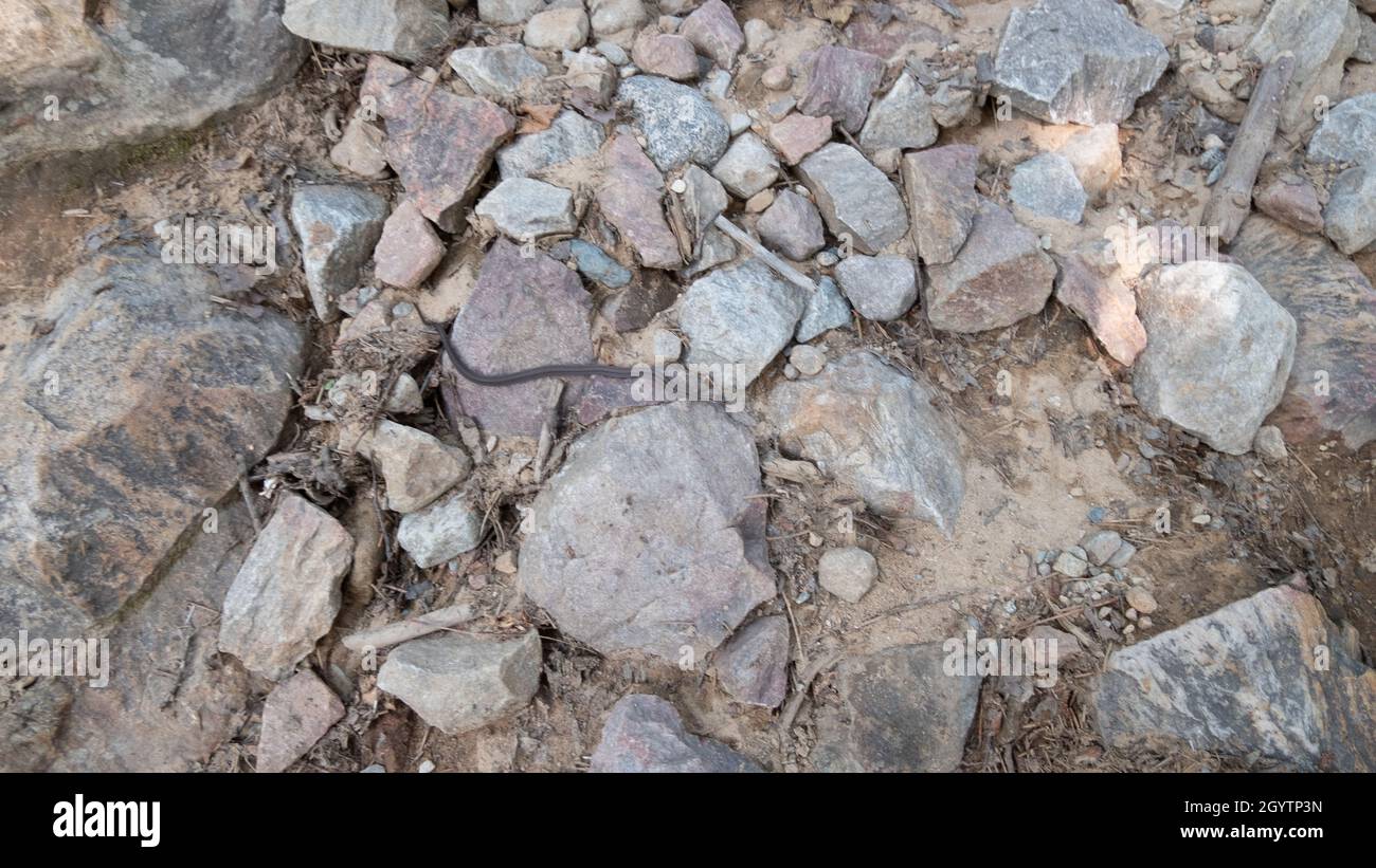 Black snake on stones Stock Photo - Alamy