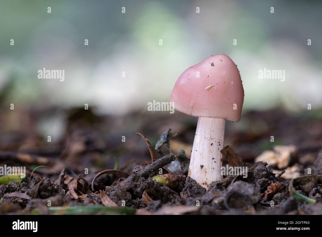 Single mushroom on Southampton Common Stock Photo - Alamy