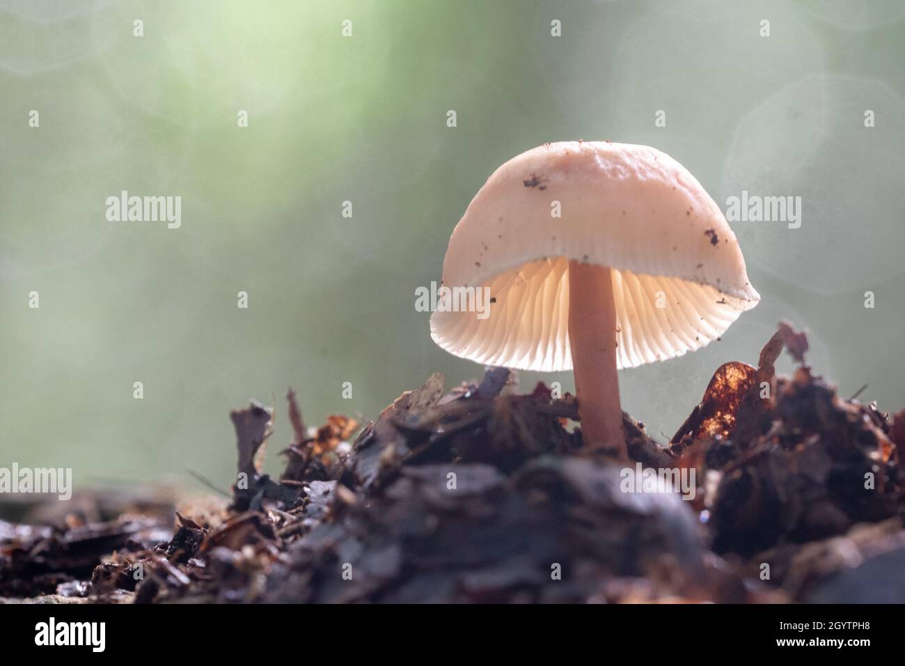 Single mushroom on Southampton Common Stock Photo - Alamy
