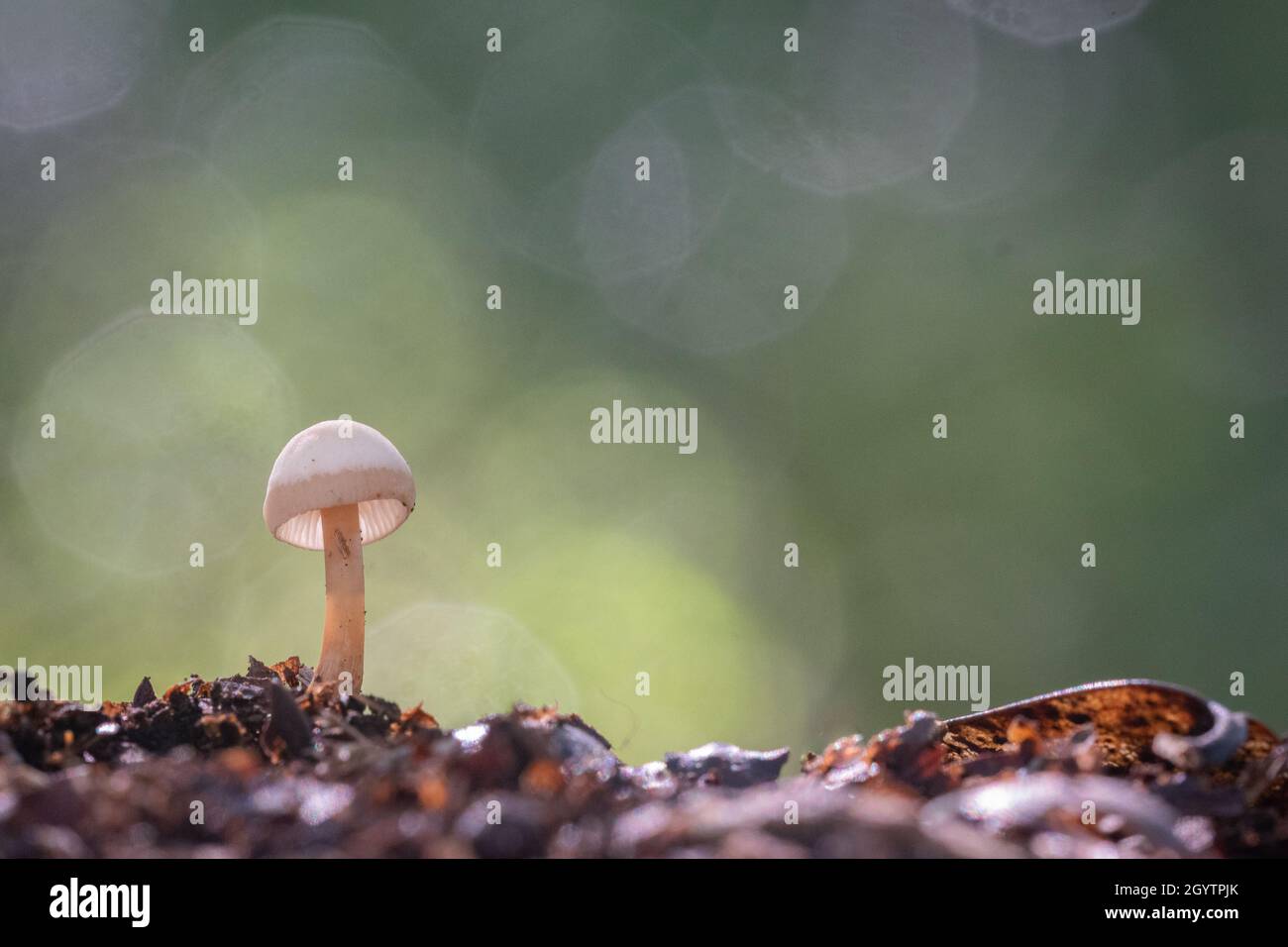 Single mushroom on Southampton Common Stock Photo - Alamy