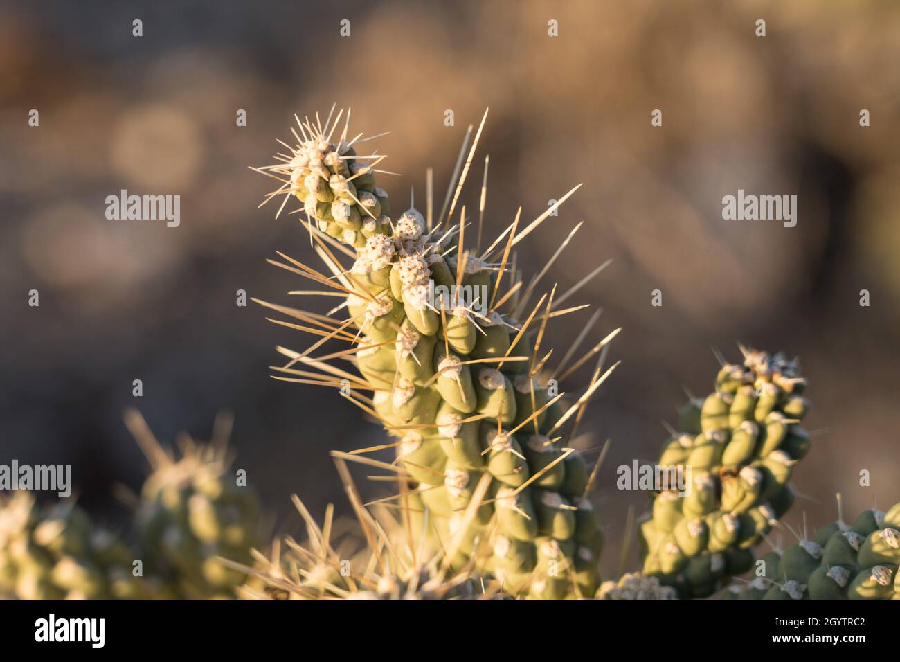 Detail of new growth on a Chainfruit Cholla or Jumping Cholla ...