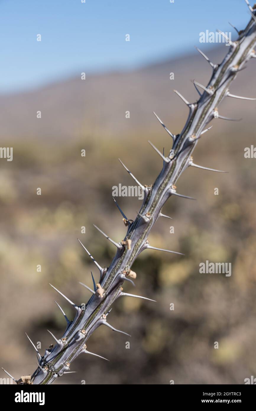 Thorns of an ocotillo in the Saguaro East - Rincon Mountain District ...