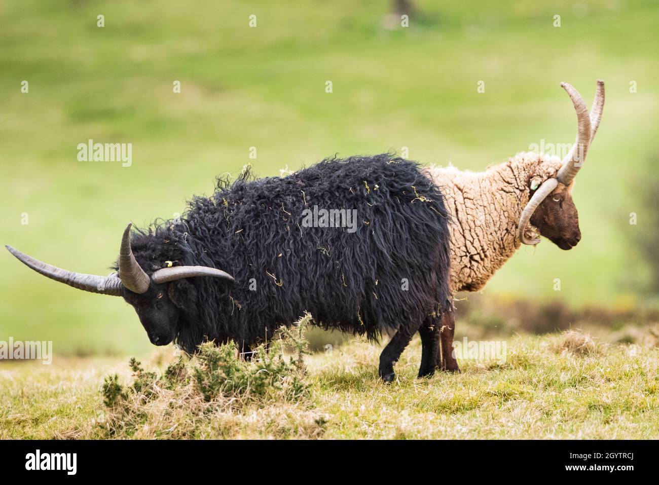 4 horned hebridean sheep hi-res stock photography and images - Alamy