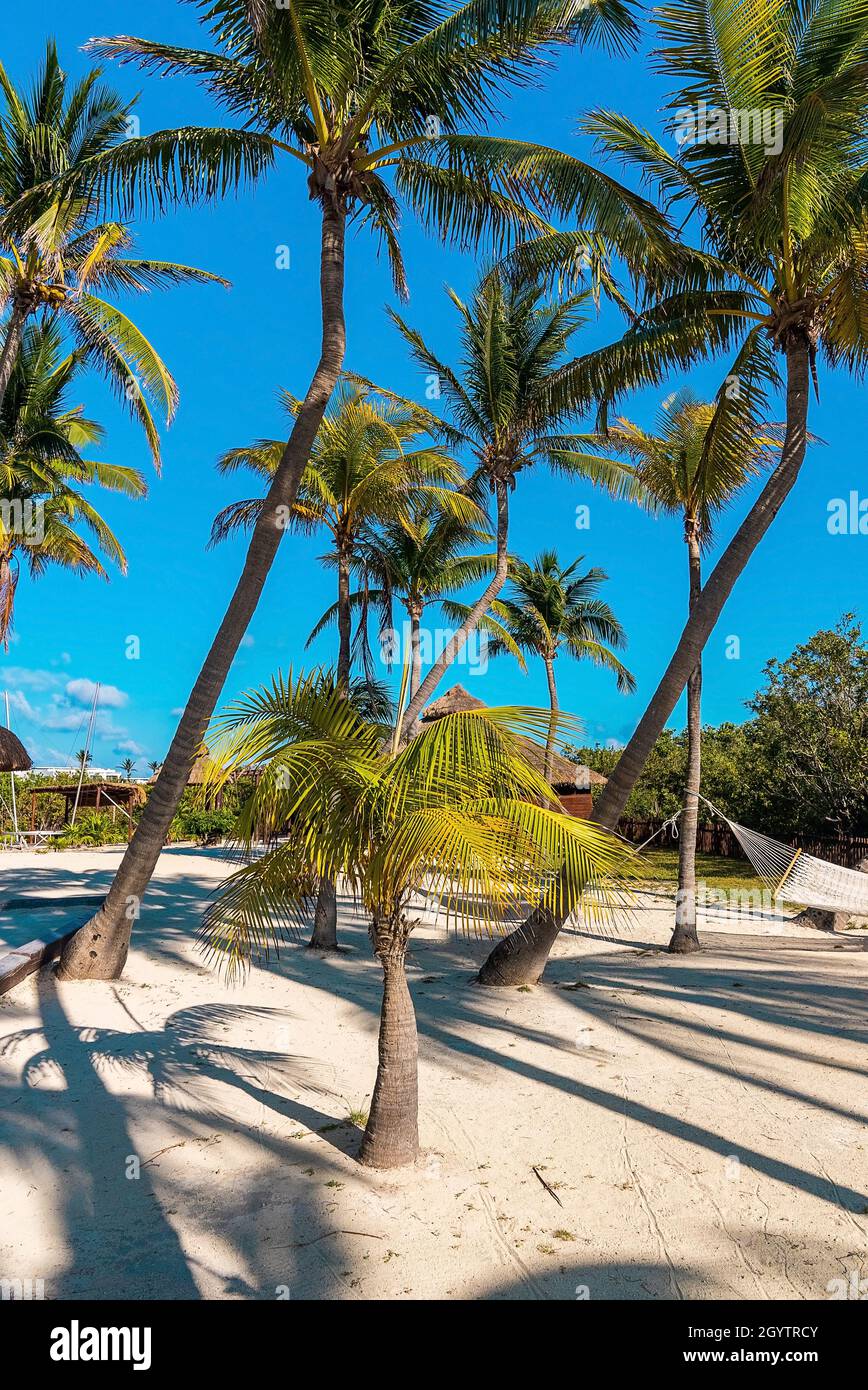 Coconut tree on beach hi-res stock photography and images - Alamy