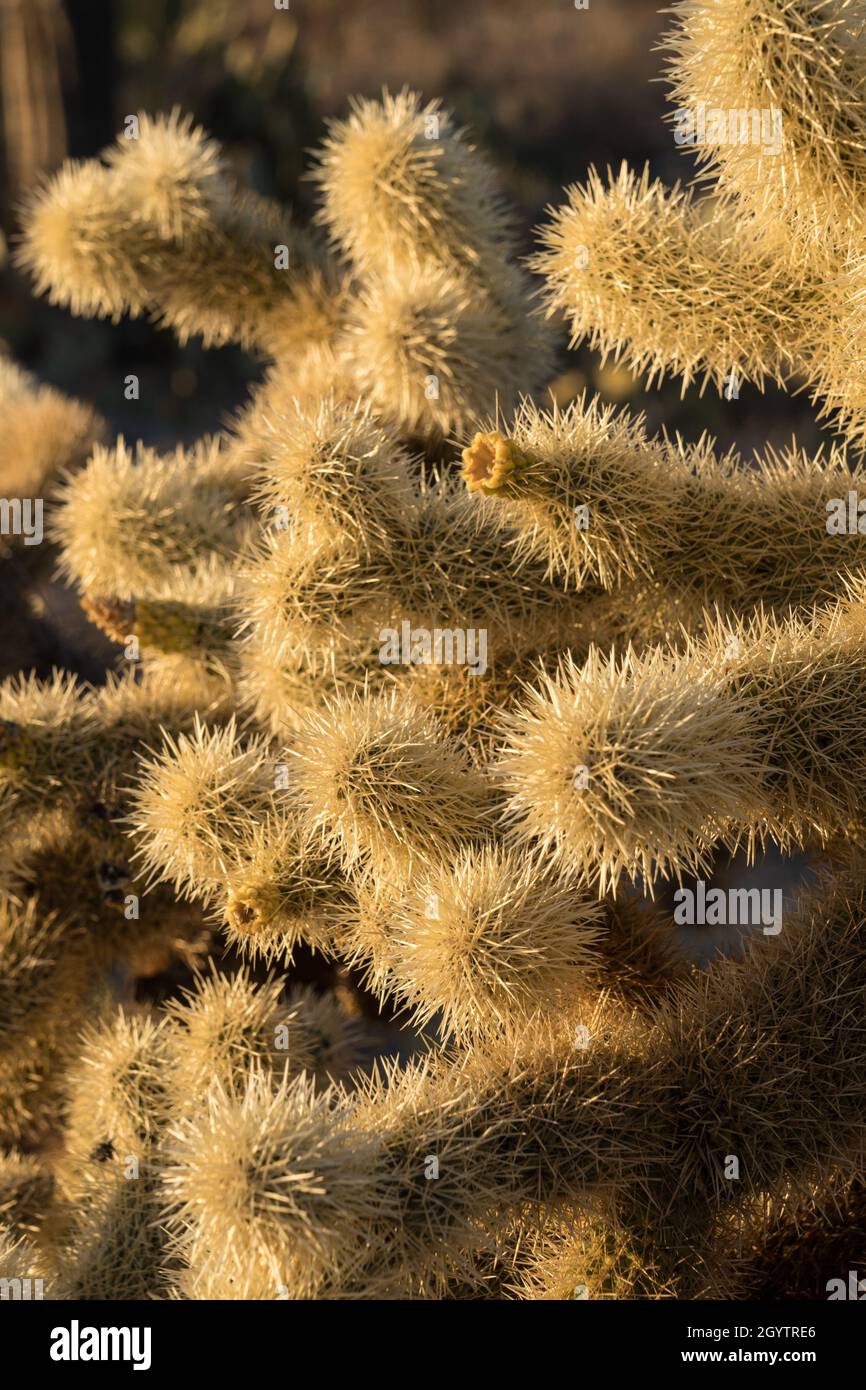 Detail of the fruit and spines of the Teddy Bear Cholla, Cylindropuntia ...
