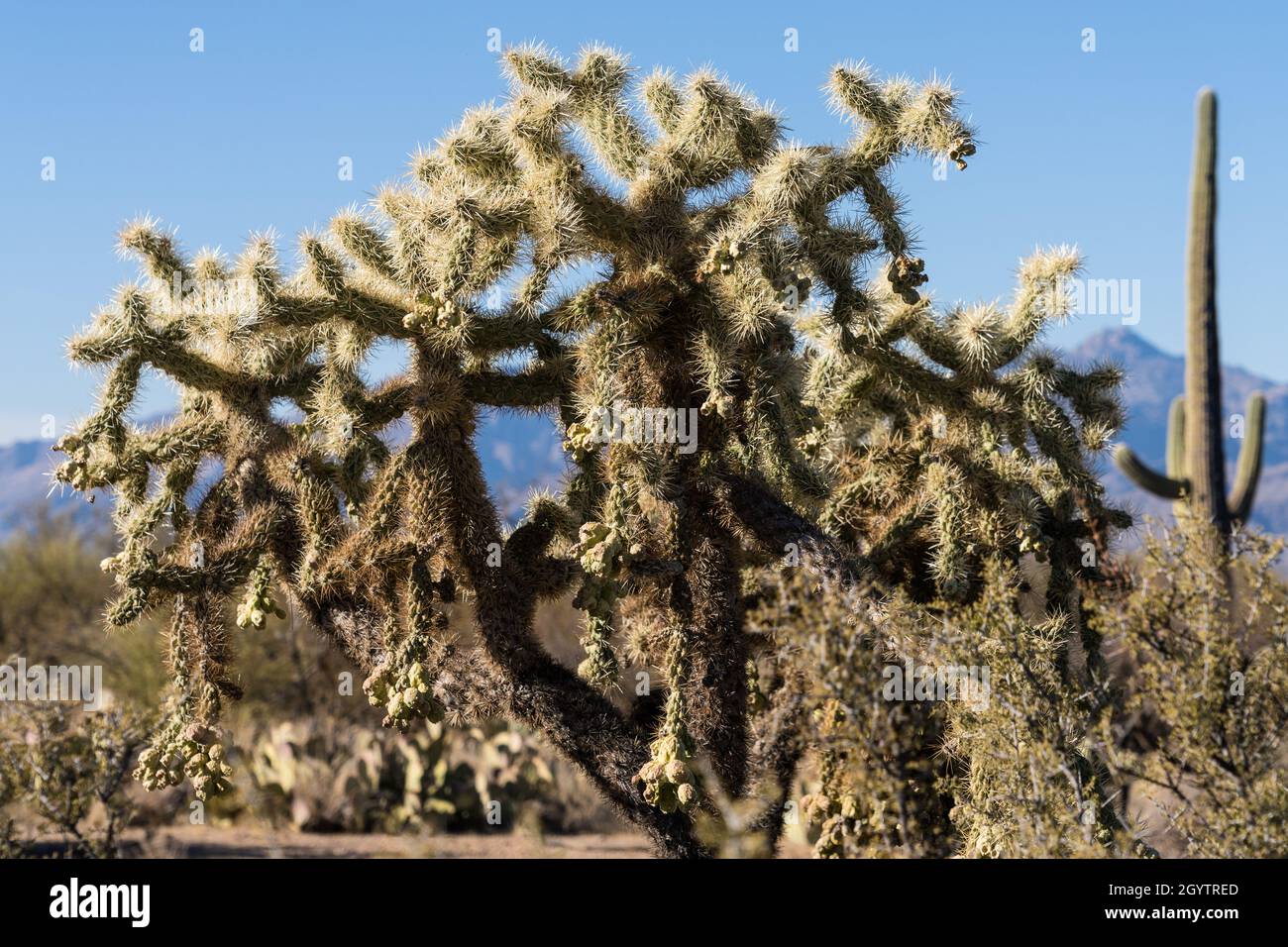 A Chainfruit Cholla or Jumping Cholla, Cylindropuntia fulgida, in ...
